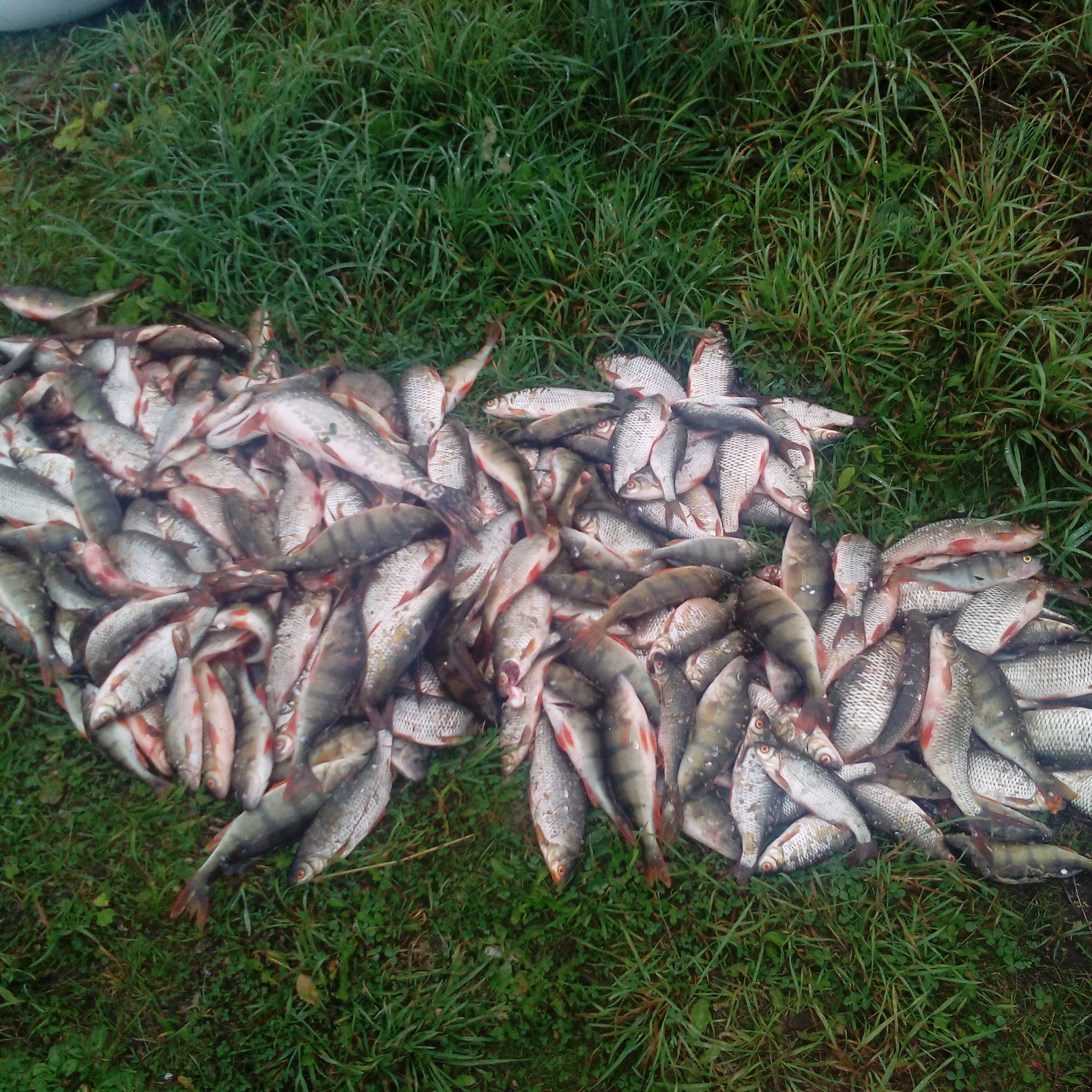 Иконка канала Рыбалка в Ленинградской области