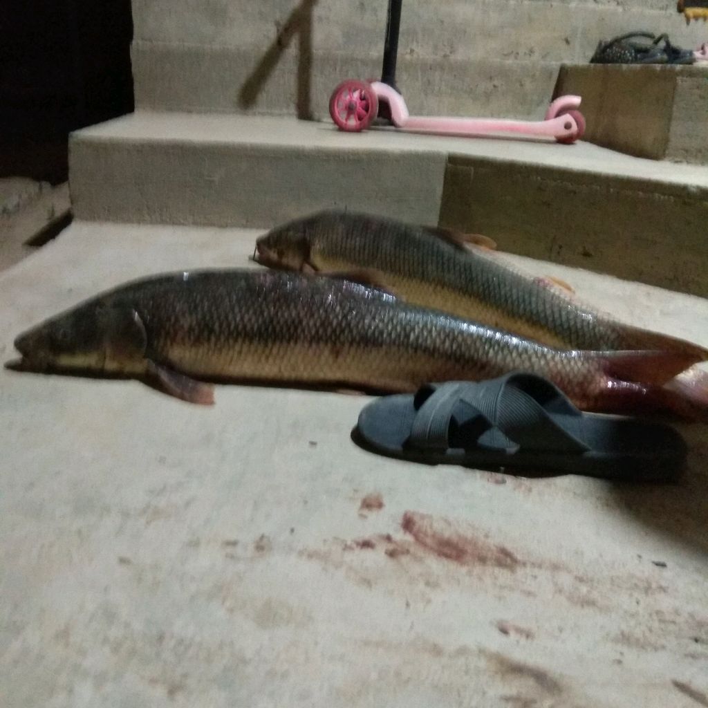 Иконка канала Рыбалка в Дагестане