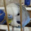 Иконка канала 24 попугая и Я