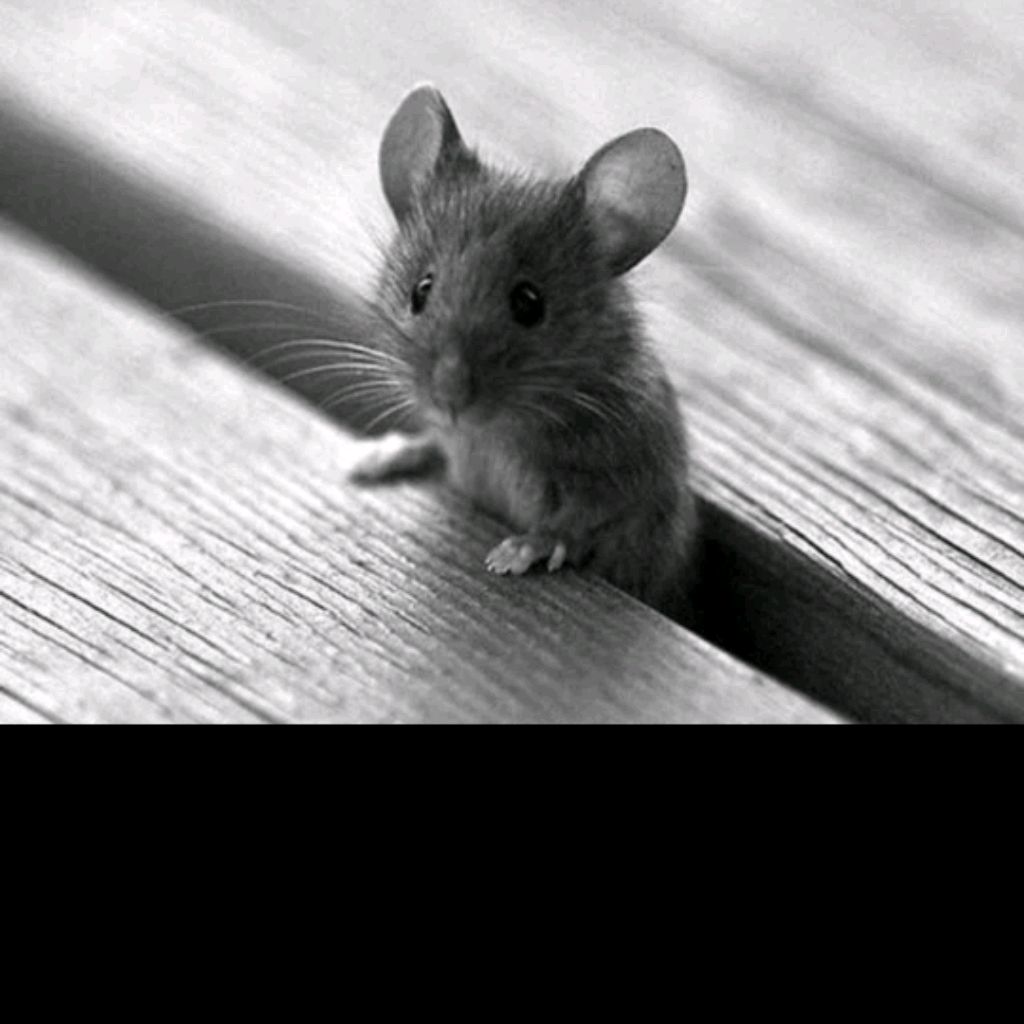 Иконка канала 🐭🤍🩶Мышонок 🩶🤍🐁