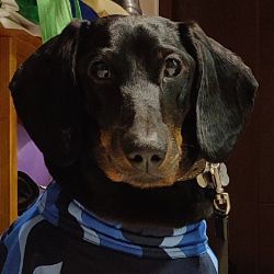 Иконка канала Пончик