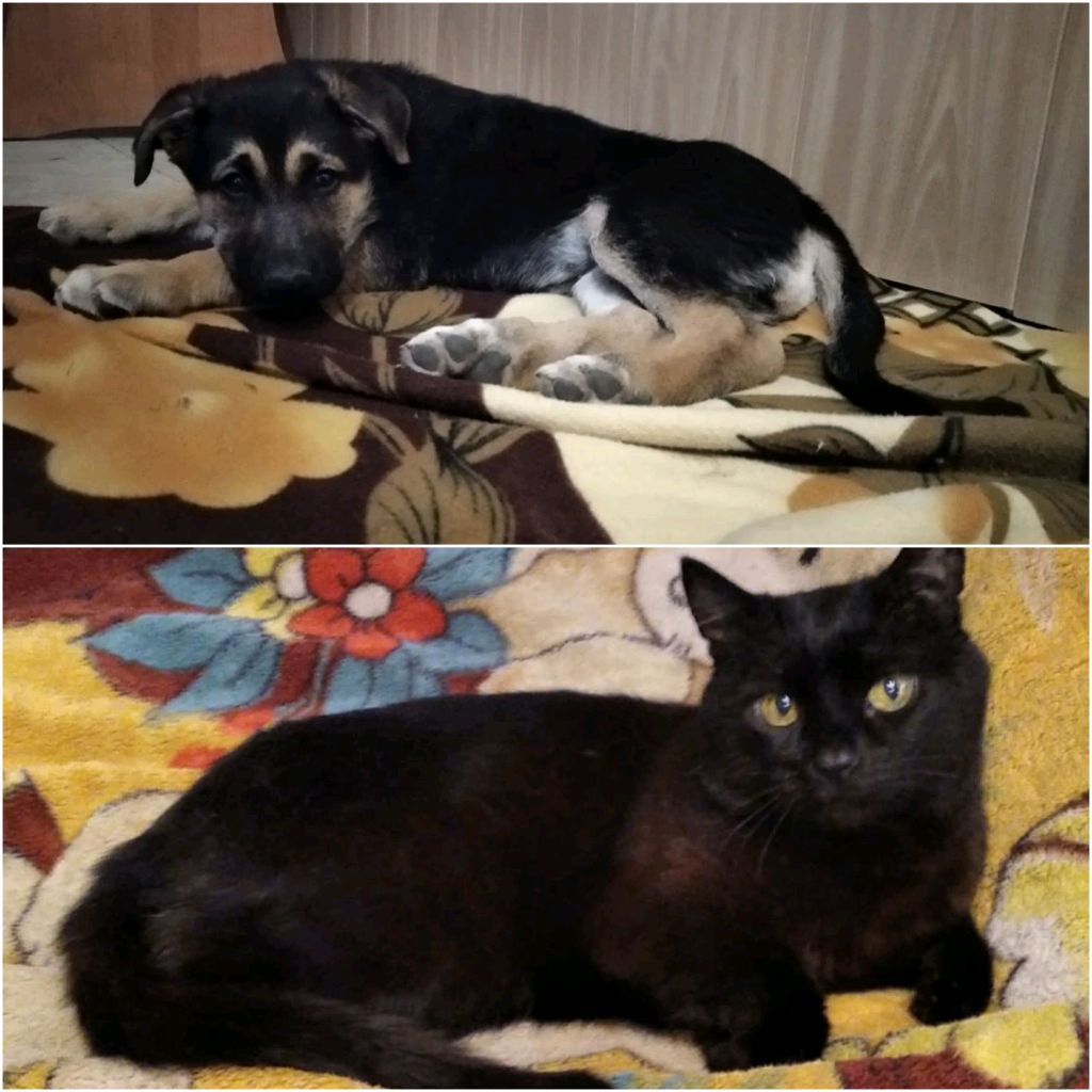 Иконка канала Киностудия "Black Cat and Dog"