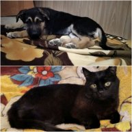 Иконка канала Киностудия "Black Cat and Dog"