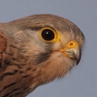 Иконка канала Витающий в облаках