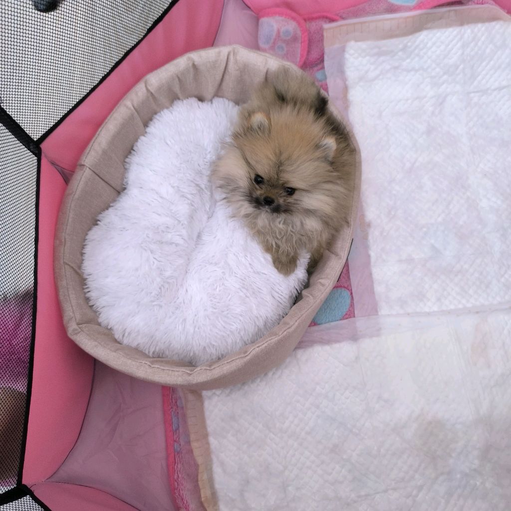 Иконка канала Шпиц ,Лилу!