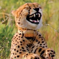 Иконка канала Funny animals