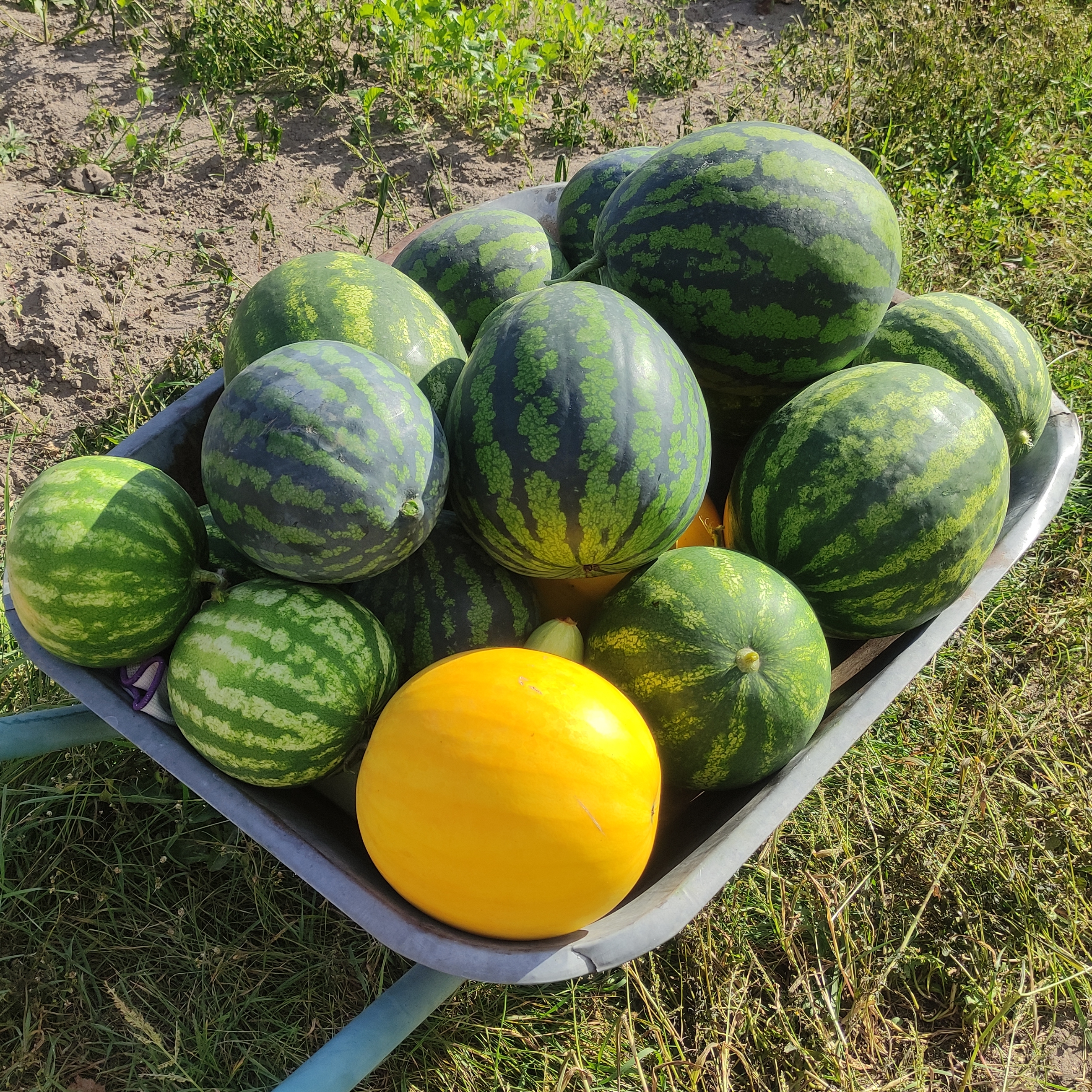 Иконка канала Дневник садовода