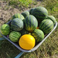 Иконка канала Дневник садовода