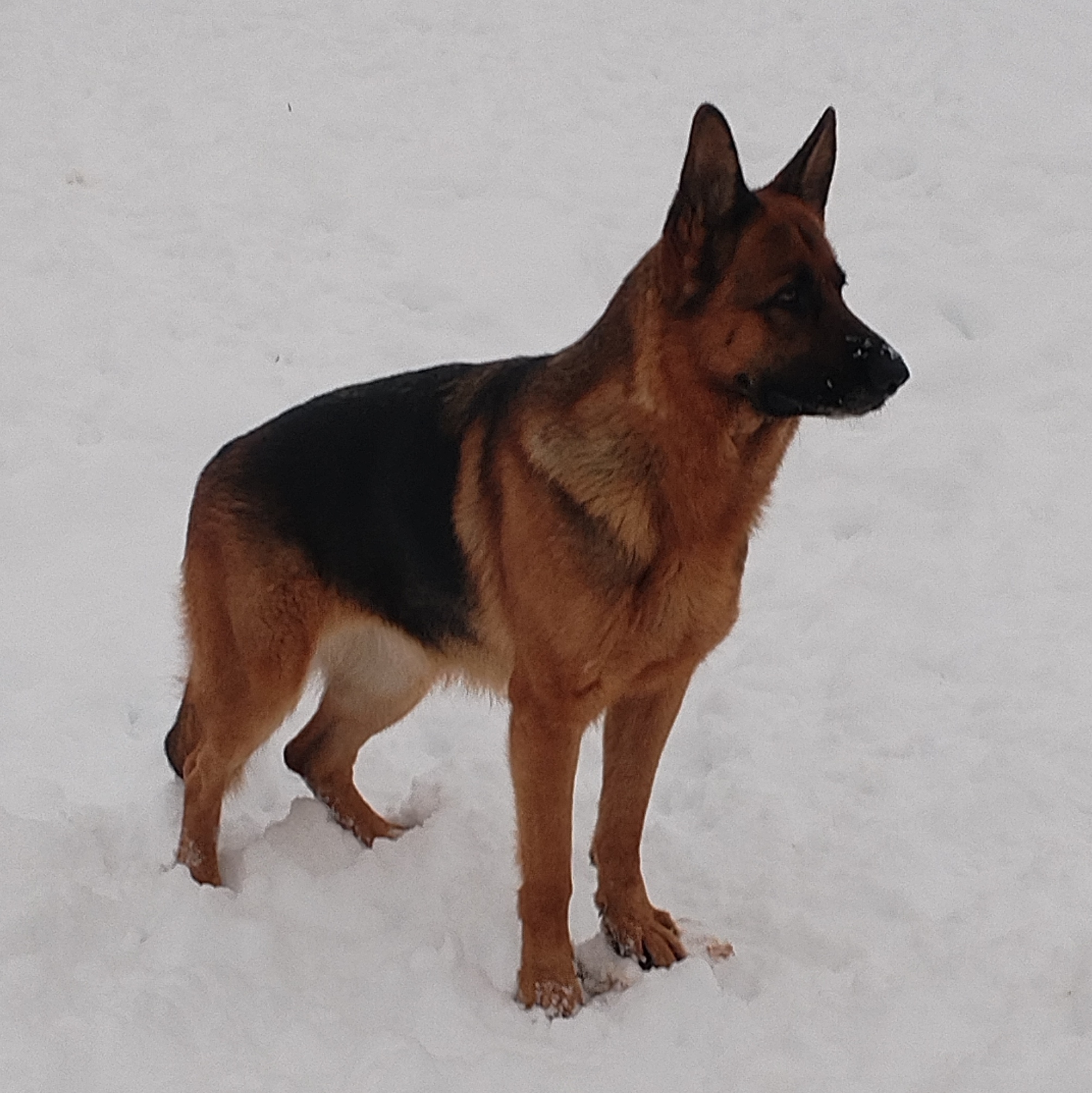 Иконка канала Четыре лапы