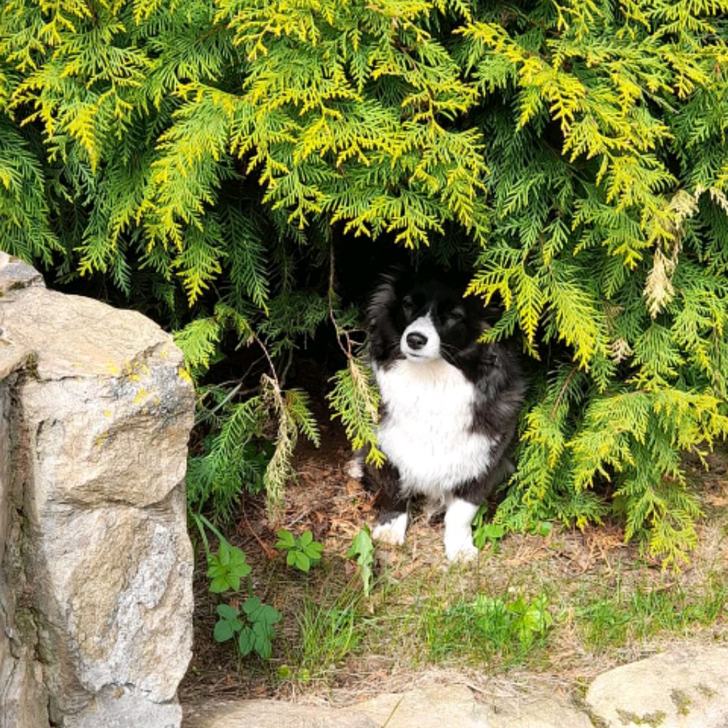 Иконка канала Высоколетные Голуби Сергея мос. обл. Назарьево