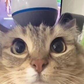 Иконка канала Подборка приколов с животными 2025