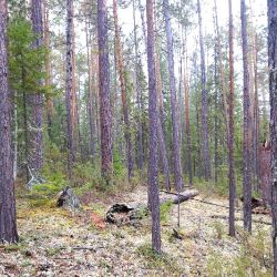 Иконка канала Siberia2035