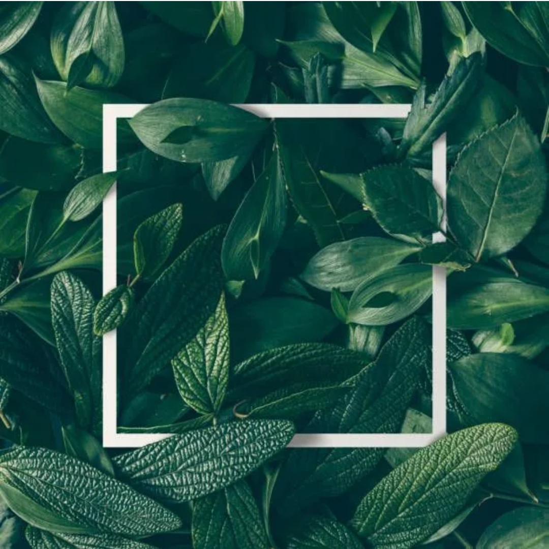 Иконка канала 🌴anton🌴