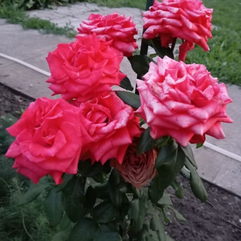 Иконка канала Авыл тормышы