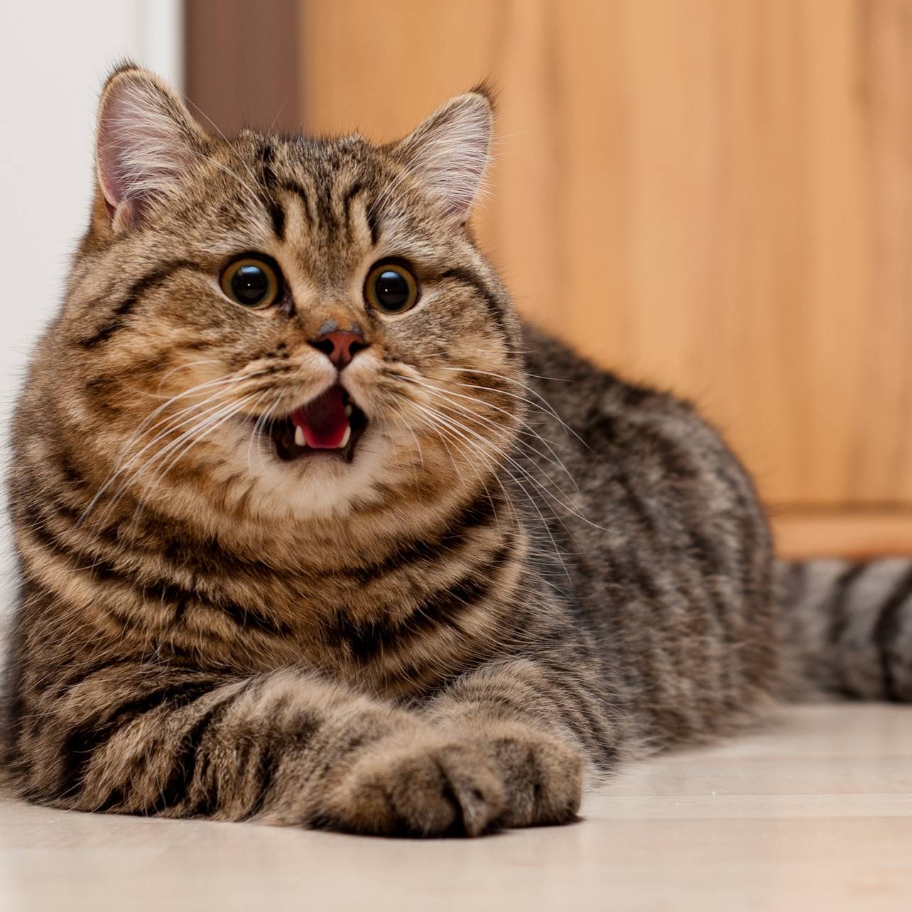 Иконка канала Cat _Lover