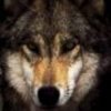 Иконка канала channel-vit