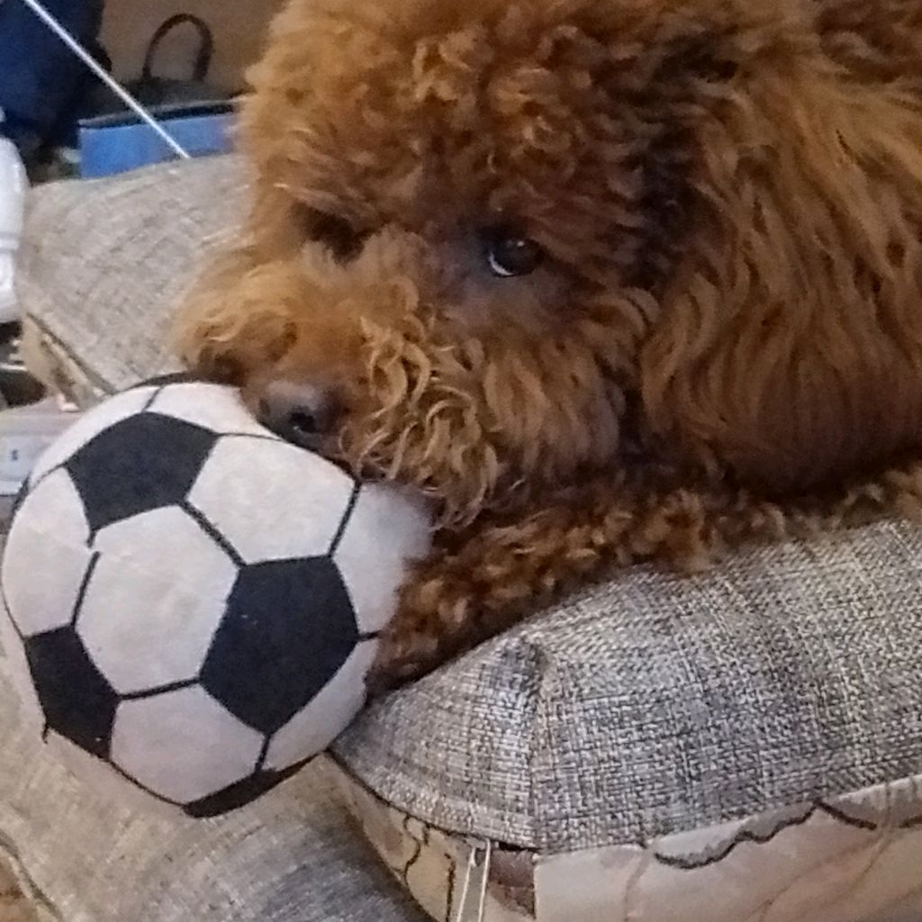 Иконка канала Фан дабл бабл