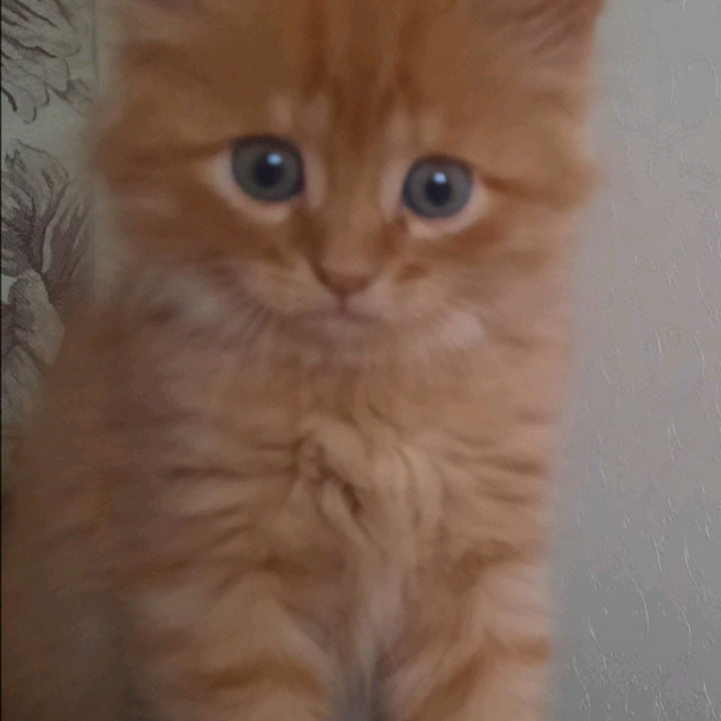 Иконка канала Блог-Рыжика