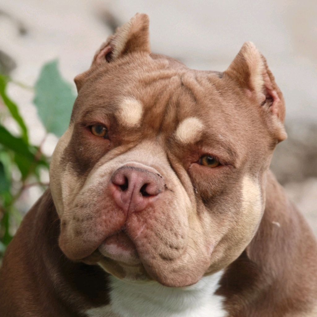 Иконка канала Beloved Bully