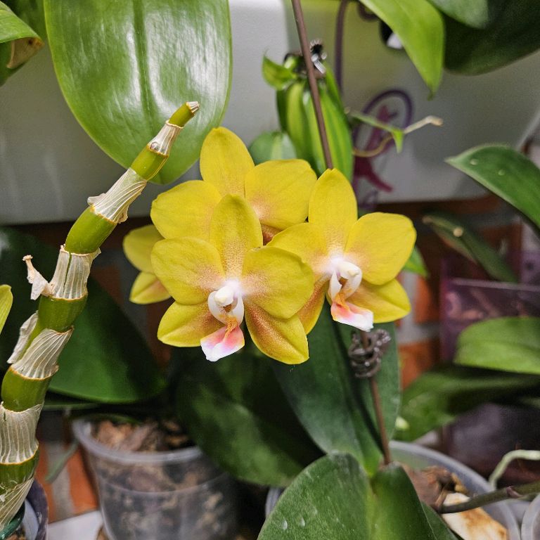 Иконка канала Цветы и Лозы