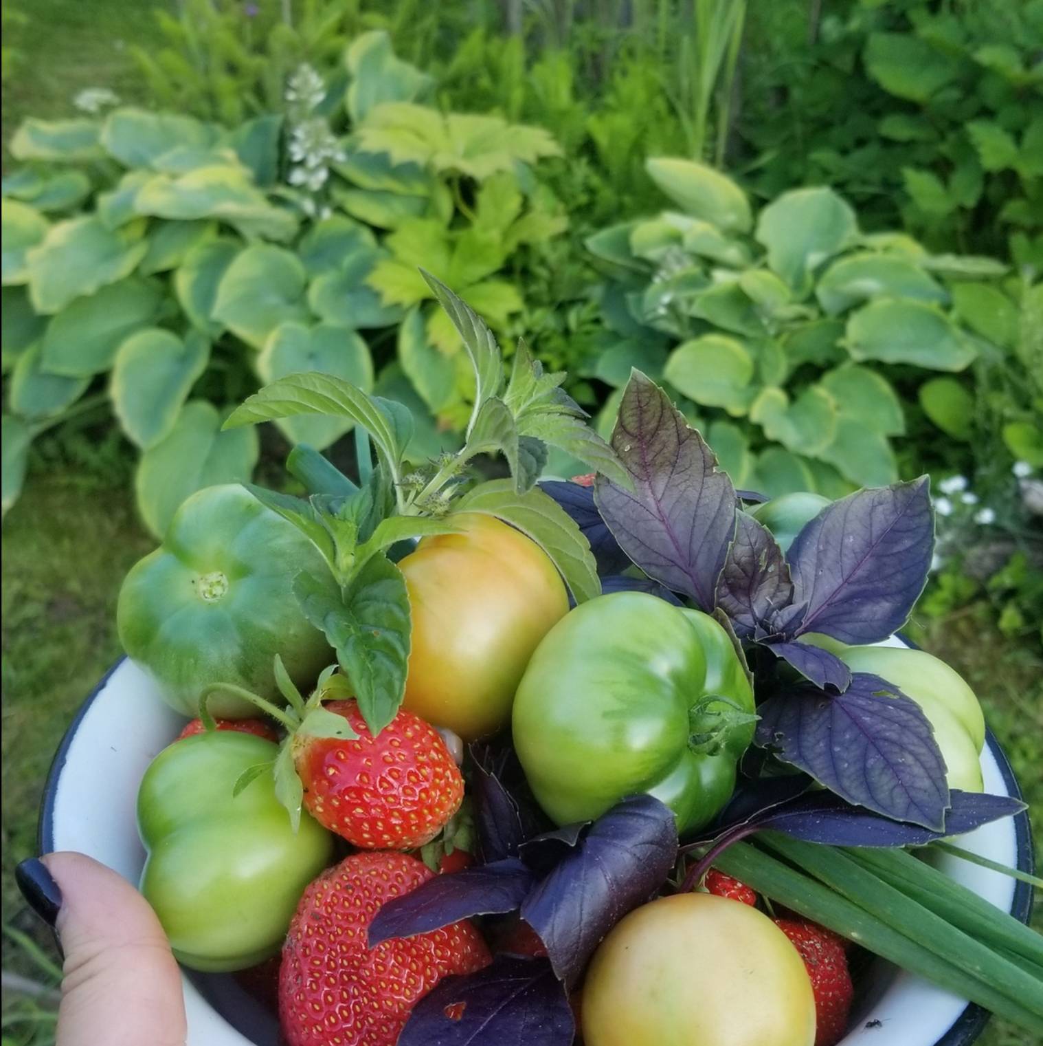 Иконка канала Живой сад Ольги Корябкиной