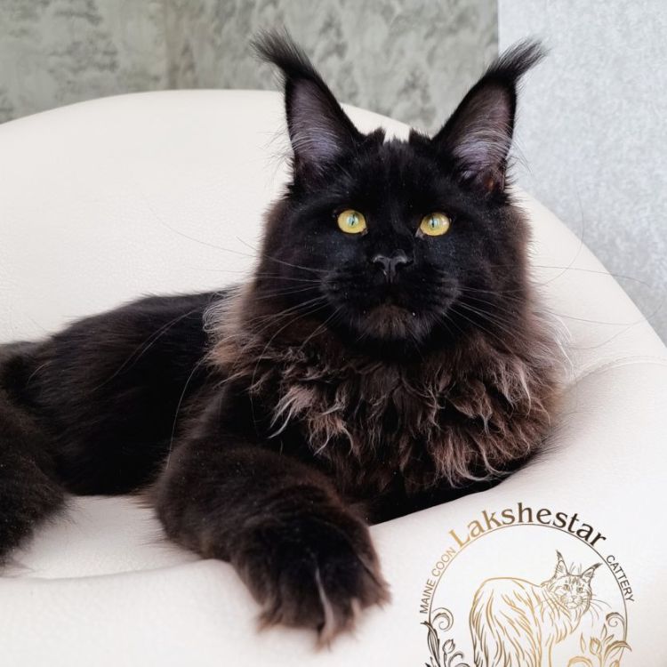 Иконка канала Lakshestar_maine_coon_cattery