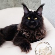 Иконка канала Lakshestar_maine_coon_cattery