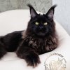 Иконка канала Lakshestar_maine_coon_cattery