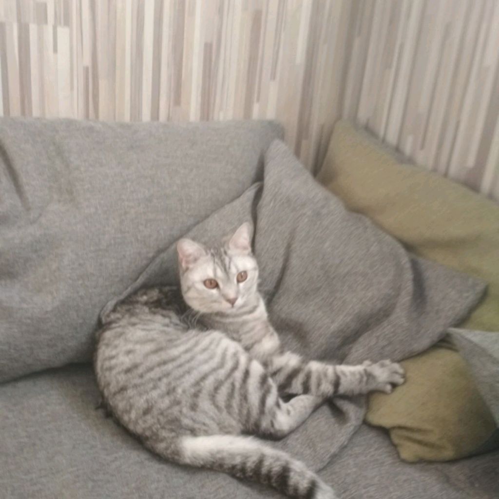 Иконка канала Всякая Всячина от Сириуса