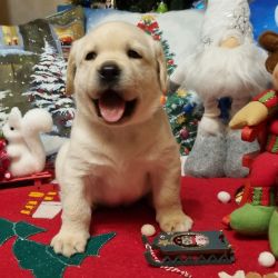 Иконка канала ПИТОМНИК ЛАБРАДОРОВ ЛАПУС ЛАБР