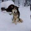 Иконка канала SUHARIK 10K