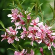 Иконка канала Миндальный рай - mindalnyj