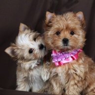 Иконка канала Златоглавый талисман