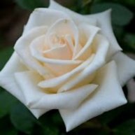 Иконка канала Seeker