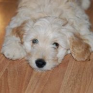 Иконка канала Кудрявый пудель