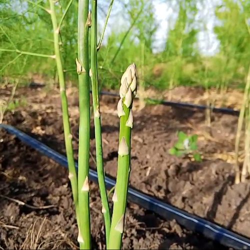 Иконка канала СПАРЖА В РОССИИ