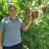 Иконка канала Станислав, виноград Астрахань