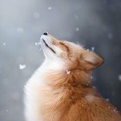 Иконка канала RedFox