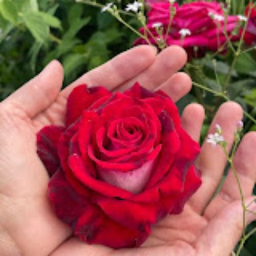 Иконка канала СадОК