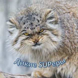 Иконка канала "Дикие SAPперы"