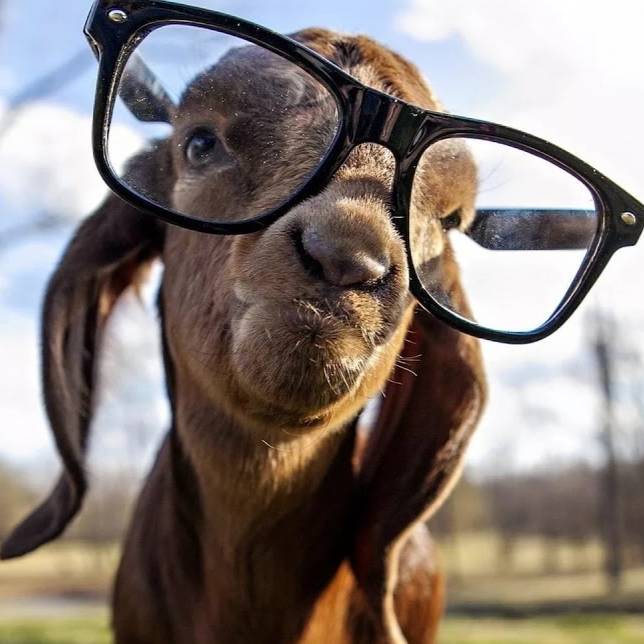 Иконка канала Смешные видео с животными