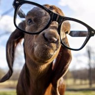 Иконка канала Смешные видео с животными