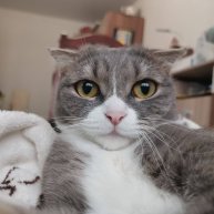 Иконка канала OnGeeLyno