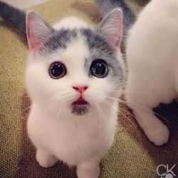 Иконка канала Moronor