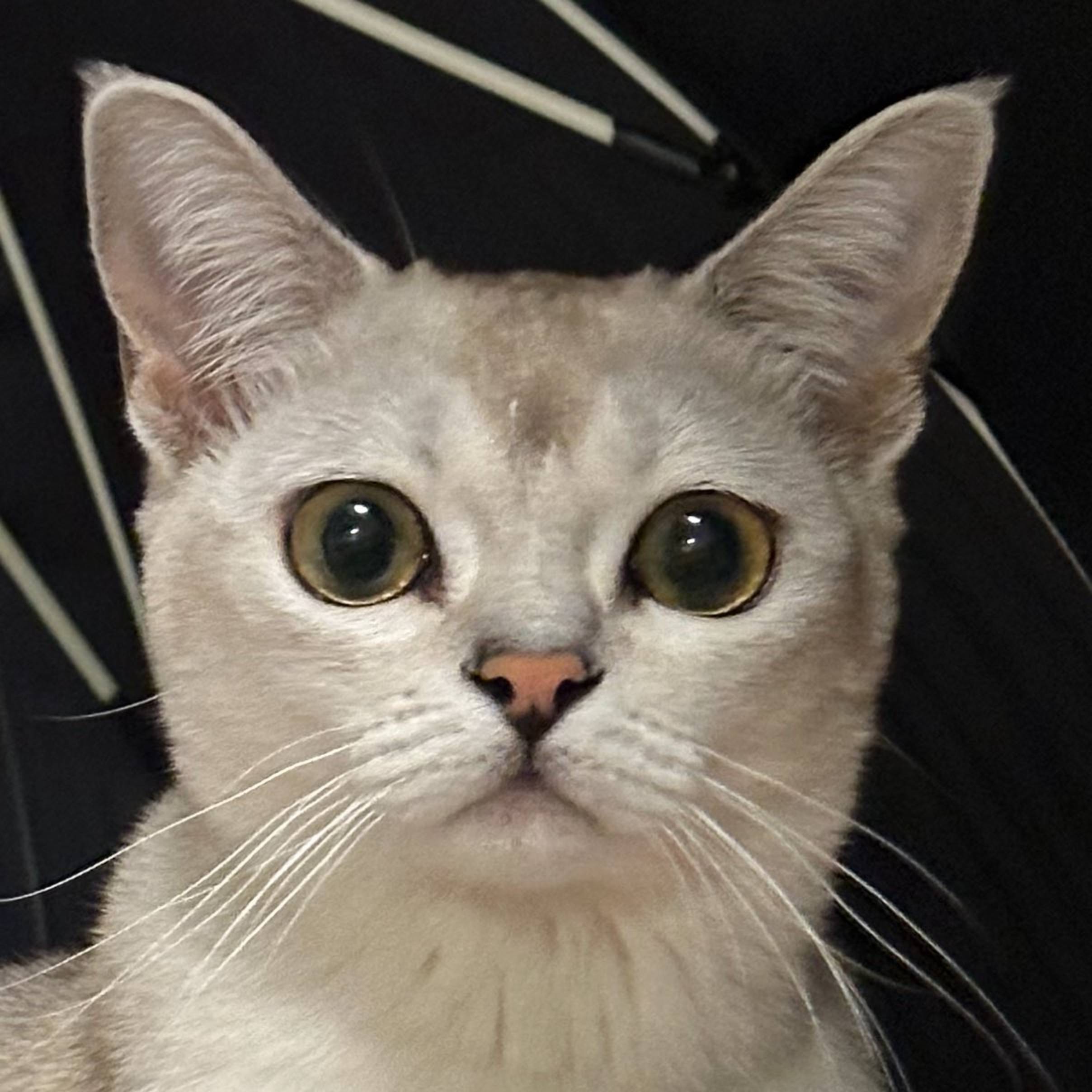 Иконка канала Дневник Шанель