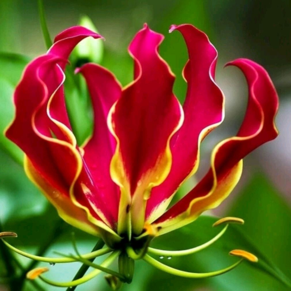 Иконка канала Сад "Свияжск"