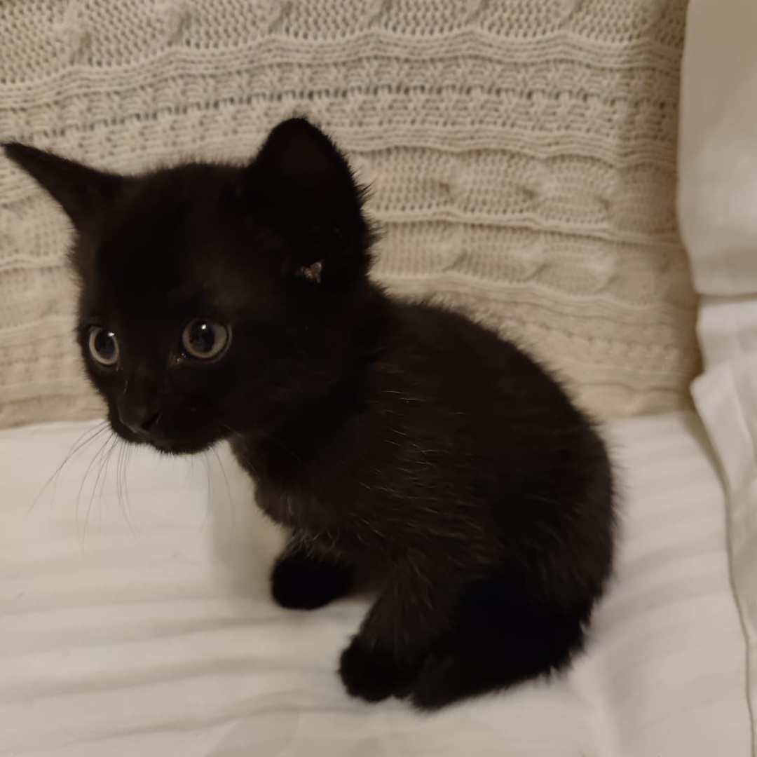 Иконка канала Котофейка