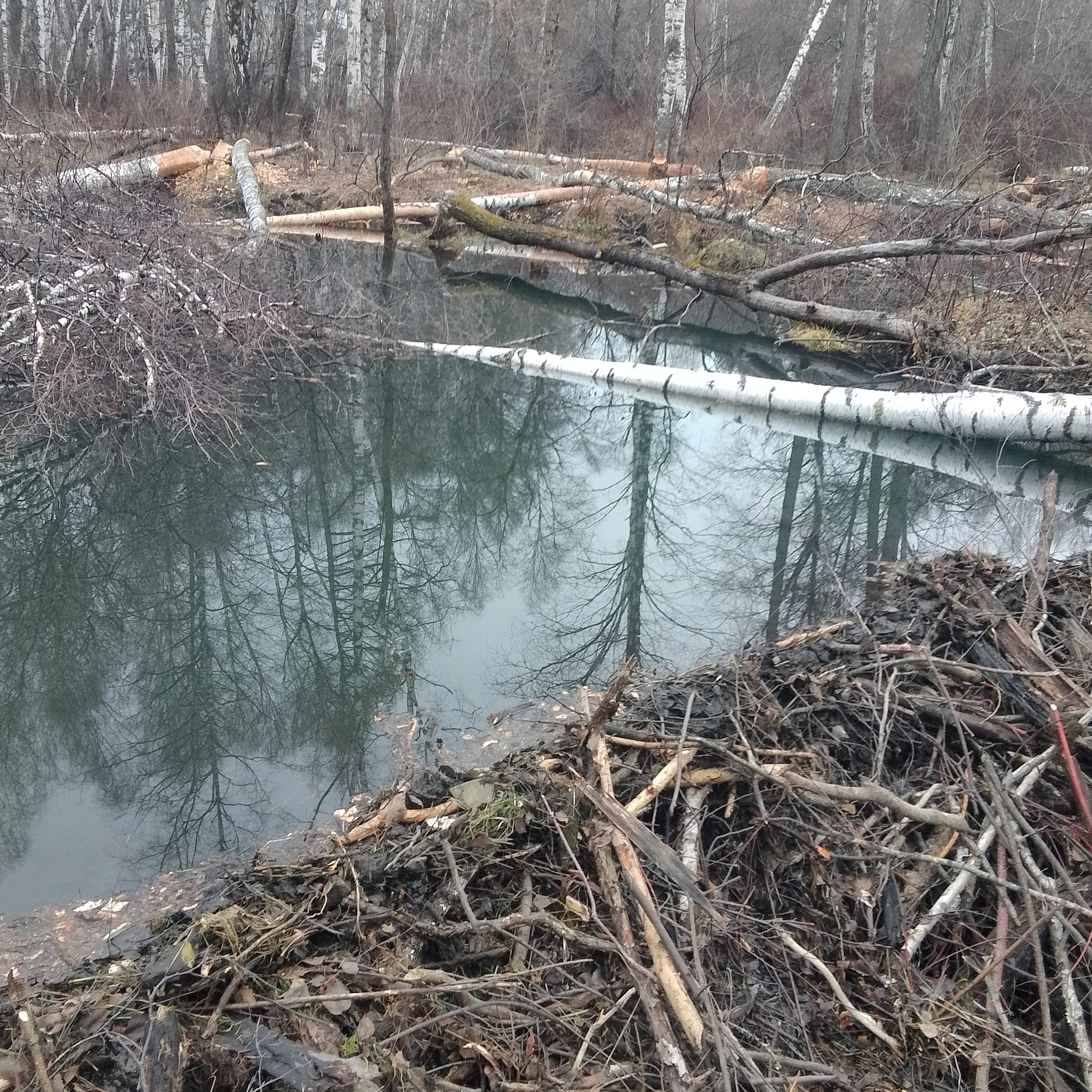 Иконка канала channel55166154