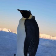 Иконка канала Aleksandr Lenchukov Nsk #Antartic