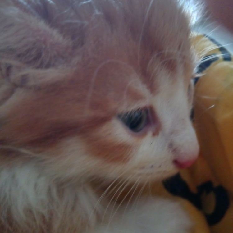 Иконка канала channel55566636